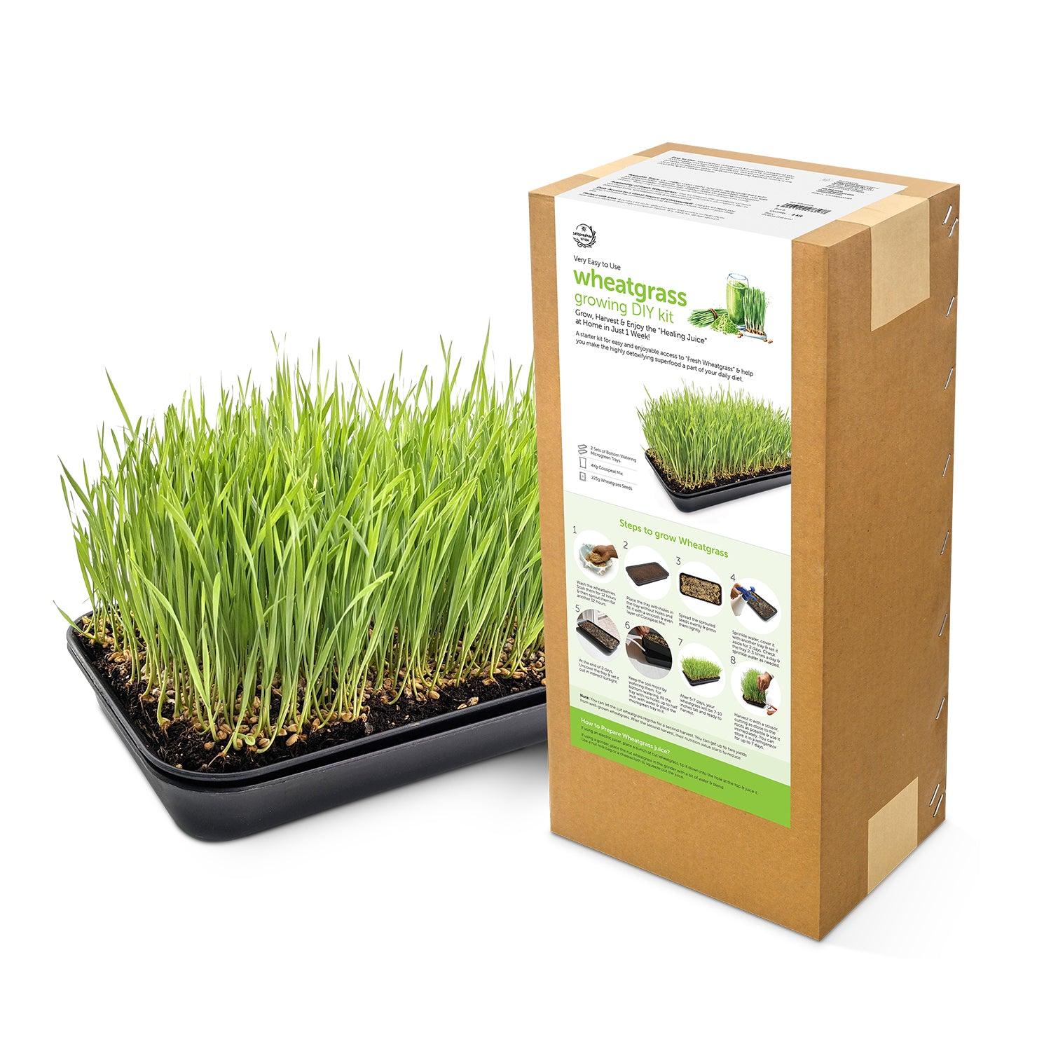 Buy Best Microgreens & Wheatgrass starter kit in India | Satopradhan